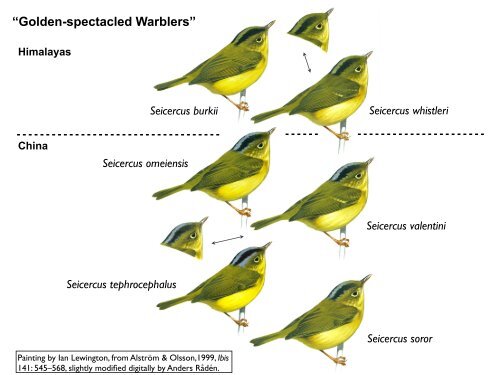 Golden spectacled Warblers A Complex Of Cryptic Species golden-spectacled-warblers-a-complex-of-cryptic-species