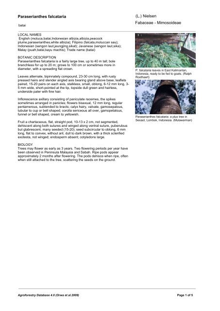 Paraserianthes falcataria - World Agroforestry Centre