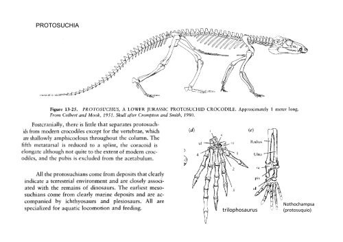 PROTOSUCHIA trilophosauru