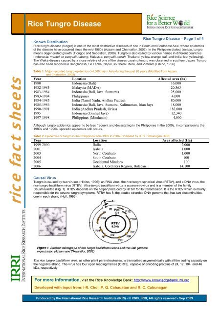Rice Tungro Disease - Rice Knowledge Bank - International Rice ...