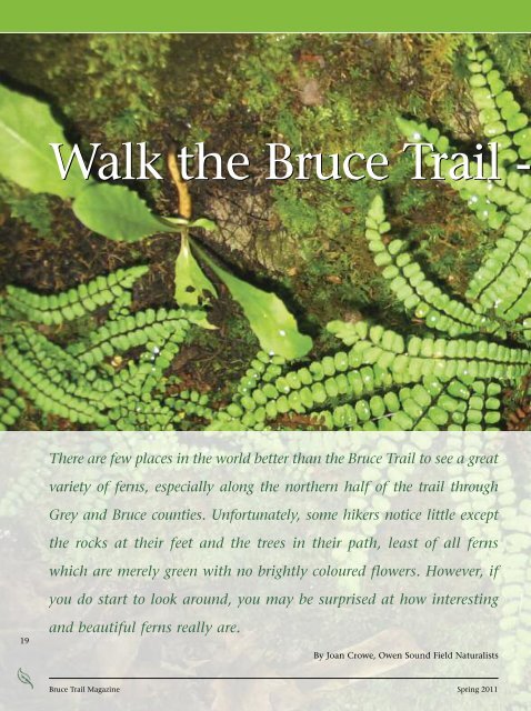 Ferns - Bruce Trail