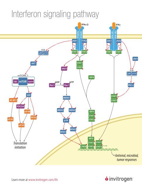 Interferon signaling pathway - Invitrogen