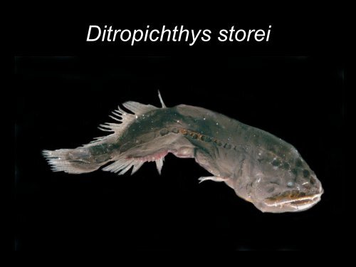 Ditropichthys storei