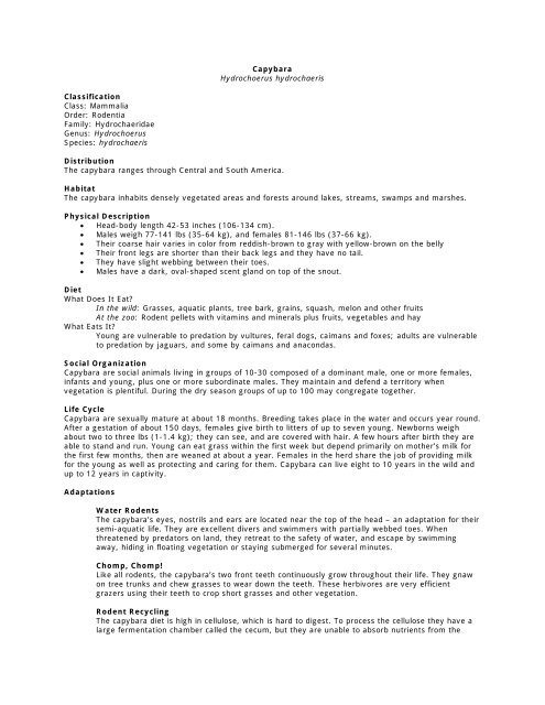 Capybara Hydrochoerus hydrochaeris Classification ... - Denver Zoo