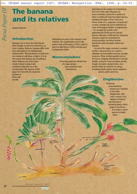 The banana and its relatives - Musalit
