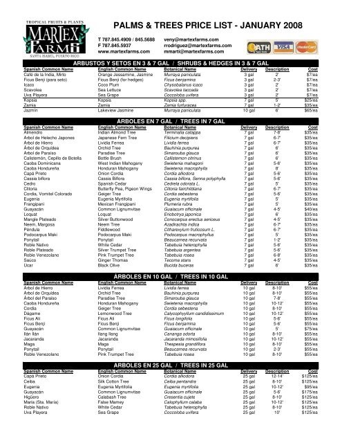 Palms and Trees Price List - Martex Farms