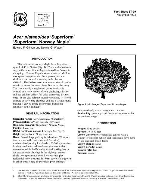 Acer platanoides 'Superform' 'Superform' Norway Maple
