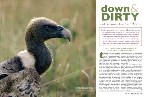Vulture research in East Africa