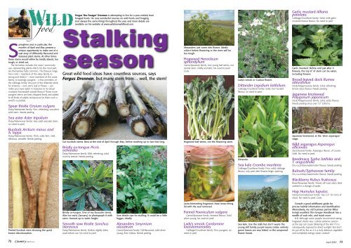 Cooking with Wild Plant Stalks - The Foraged Book Project
