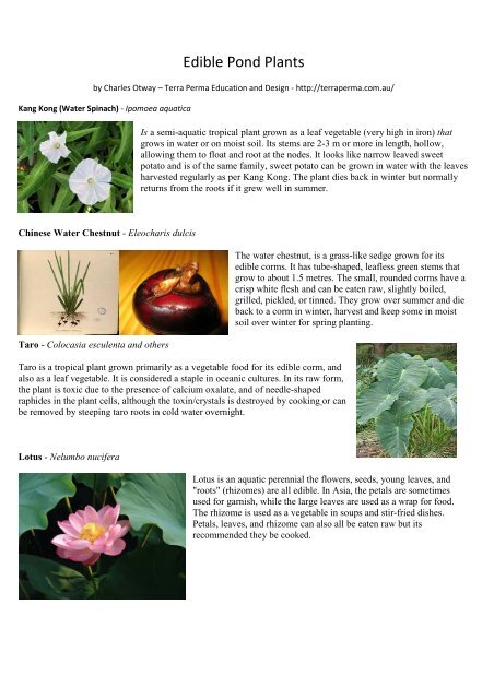 Edible Pond Plants - PermacultureWest