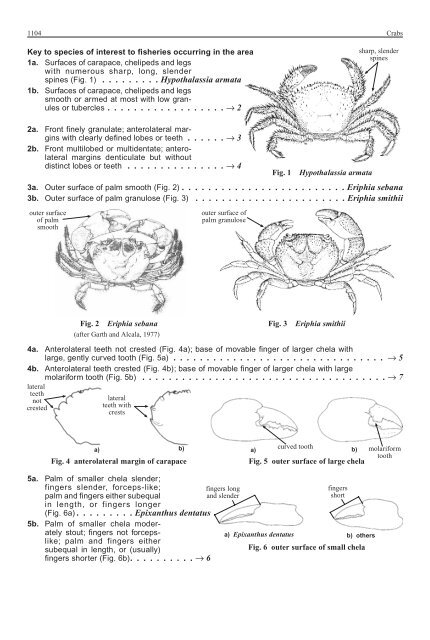 1104 Crabs Key to species
