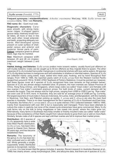 1126 Crabs Scylla serrata