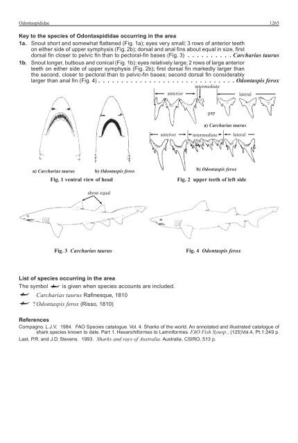 Odontaspididae 1265 Key t