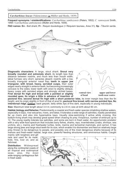 Carcharhinidae 1339 Carch