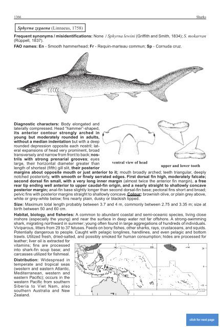 Sphyrnidae 1365 Sphyrna m