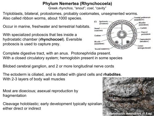 Phylum Nemertea (Rhynchocoela)