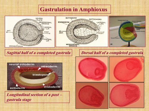 Gastrulation in A