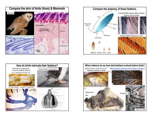 Compare the skin of birds (Aves) & Mammals