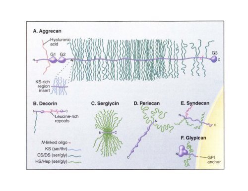 Lecture 7 Connective Tissue I - ISB Server Wahoo