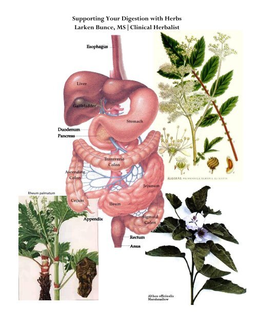 Supporting Your Digestion with Herbs Larken Bunce, MS | Clinical ...