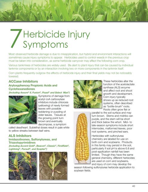 Herbicide Injury Symptoms - Lewis Hybrids
