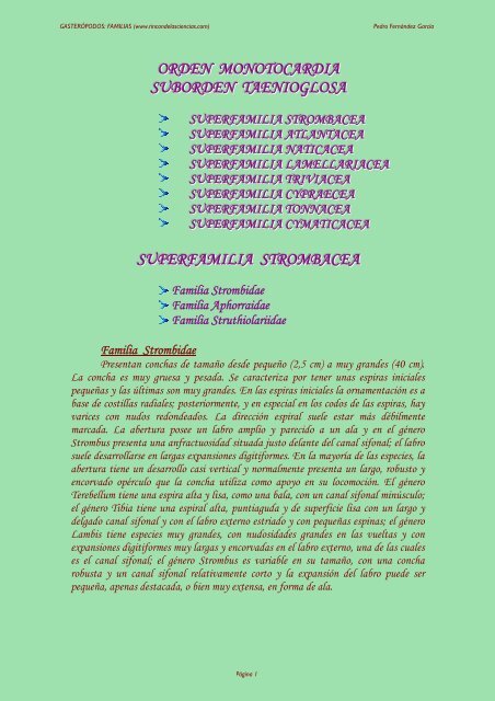 orden monotocardia suborden taenioglosa superfamilia strombacea