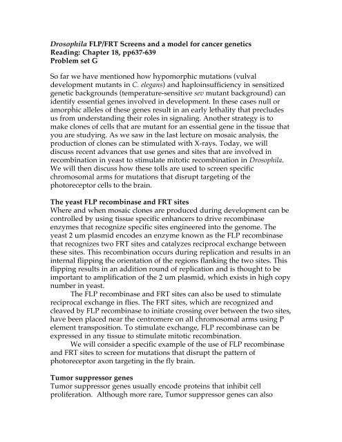 Drosophila FLP/FRT Screens and a model for cancer genetics ...