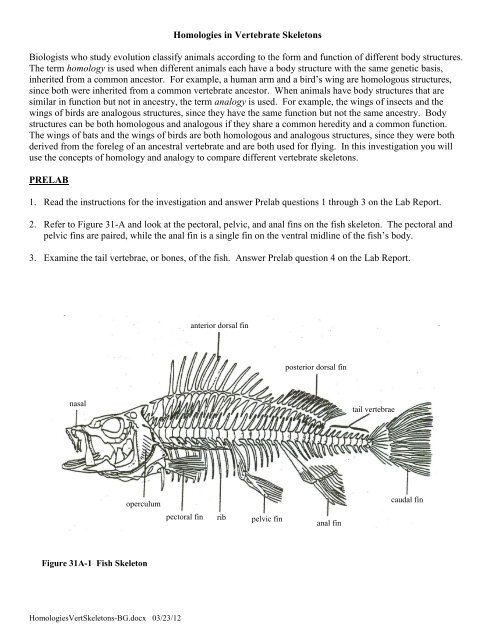 Homologous Structures Frog