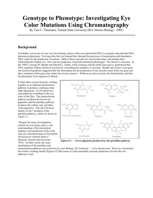 Genotype to Phenotype: Investigating Eye Color Mutations Using ...