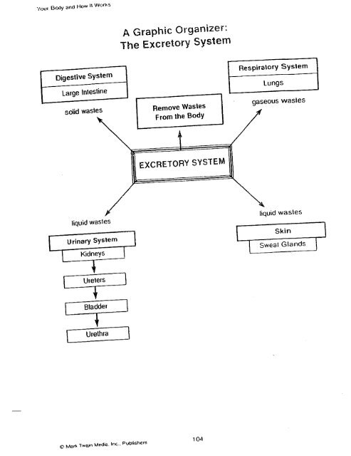 A Graphic Organizer: The Excretory System