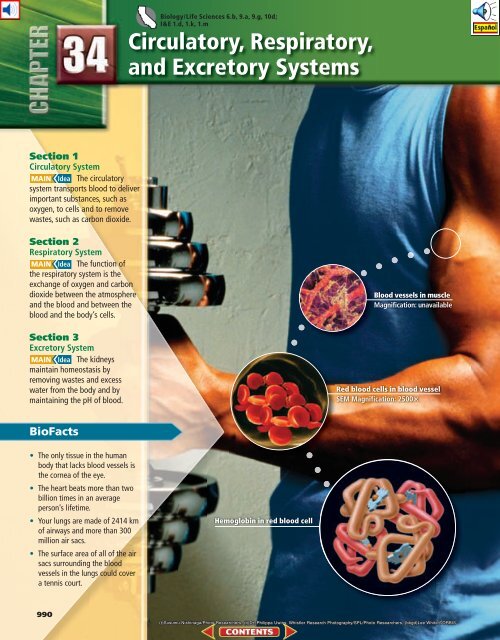 Circulatory Respiratory And Excretory Systems Quizlet at William ...
