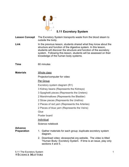 Excretory System For Middle School