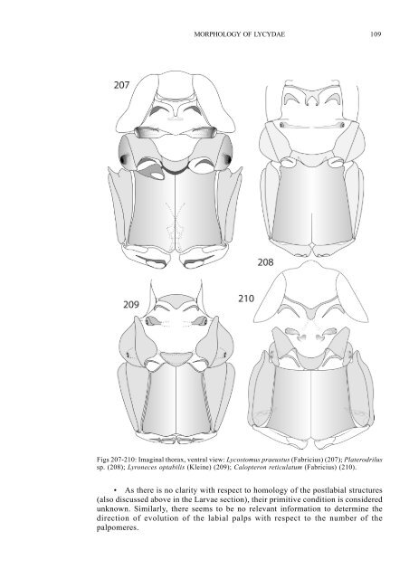 morphology of lycidae with some considerations on evolution
