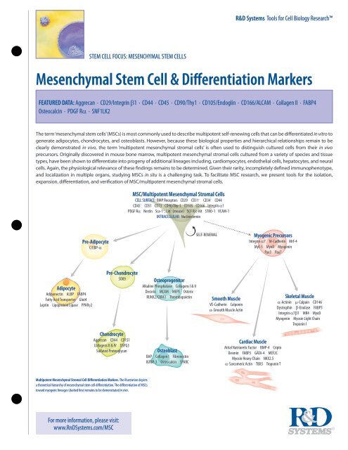 Mesenchymal Stem Cell & Differentiation Markers - R&D Systems