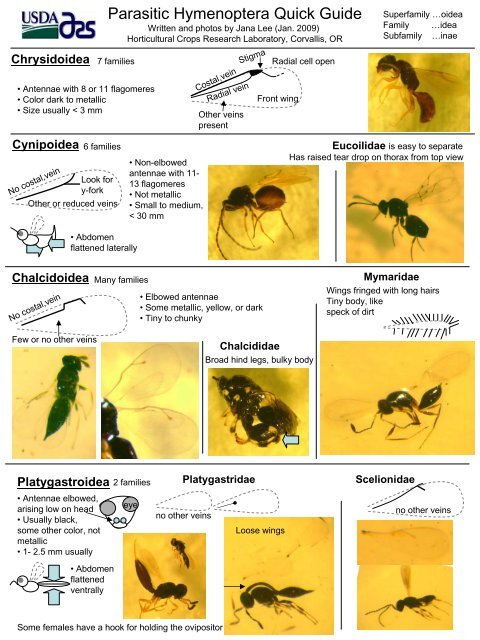 Parasitic Hymenoptera Quick Guide
