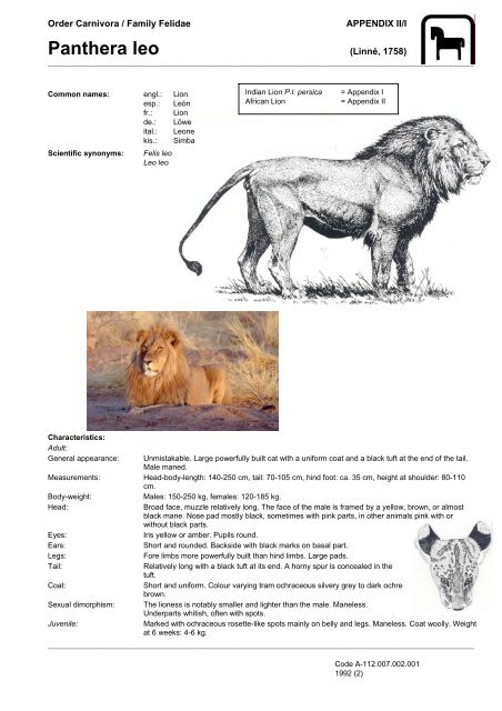 Leo The Lion Characteristics