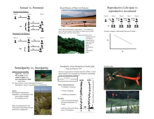 Semelparity vs. Iteroparity
