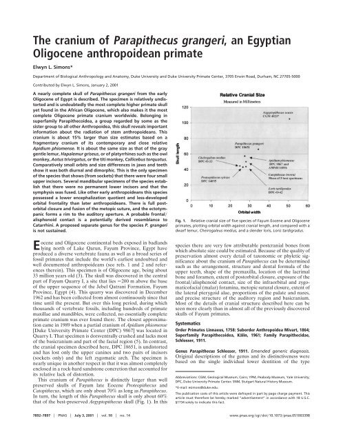 The cranium of Parapithecus grangeri, an Egyptian Oligocene ...