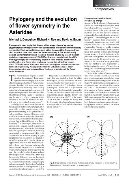 Phylogeny and the evolution of flower symmetry in the Asteridae