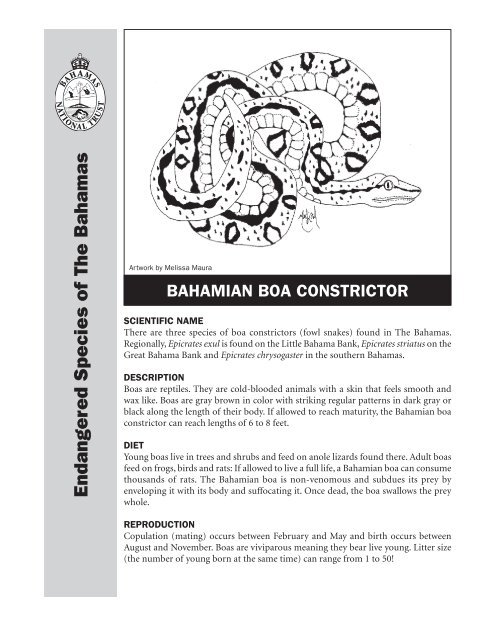 Boa constrictor.indd - The Bahamas National Trust