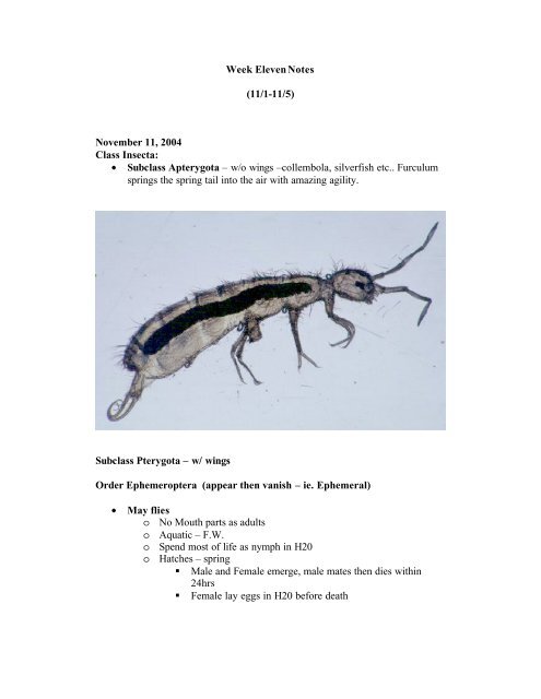 Class Insecta Diagram
