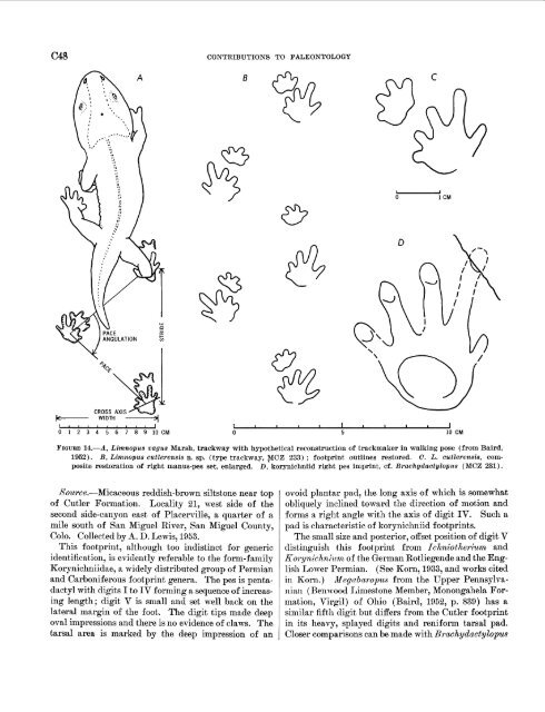 Early Permian Vertebrates from the Cutler Formation of the ...