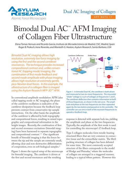 Bimodal Dual AC™ AFM Imaging of Collagen ... - Asylum Research