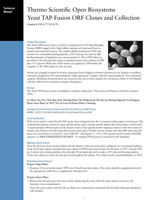 Yeast TAP Fusion ORF Clones and Collection ... - Thermo Scientific