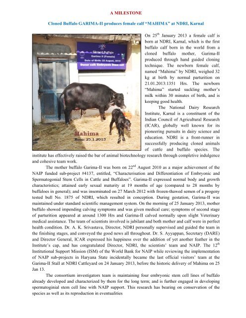 Cloned Buffalo GARIMA-II produces female calf “MAHIMA” at NDRI ...