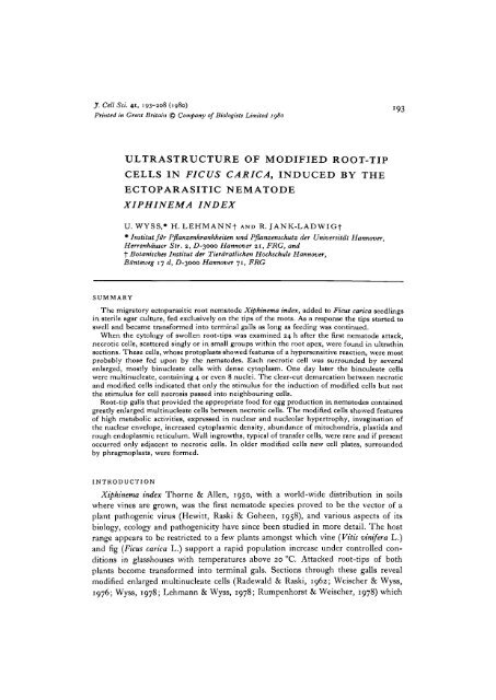 ultrastructure of modified root-tip cells in ficus carica, induced by ...