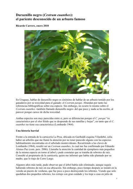 Duraznillo negro (Cestrum euanthes): el pariente desconocido de ...