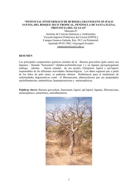 Bursera graveolens (palo santo), alternativa de desarrollo comercial ...