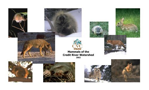 Mammals of the Credit River Watershed - Credit Valley Conservation