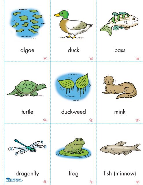 Food Chains Cards - Learning Resources